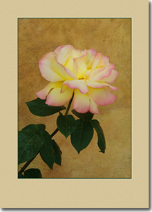 South Shore Massachusetts Photographers Susan White and Mark O'Connell ...